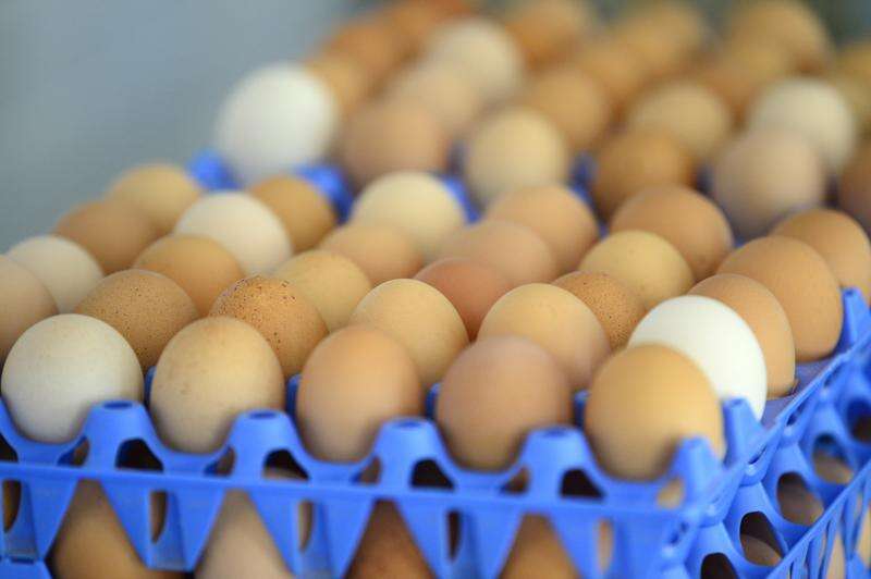 Cage-free egg commitment delayed following bird flu outbreaks | Country News