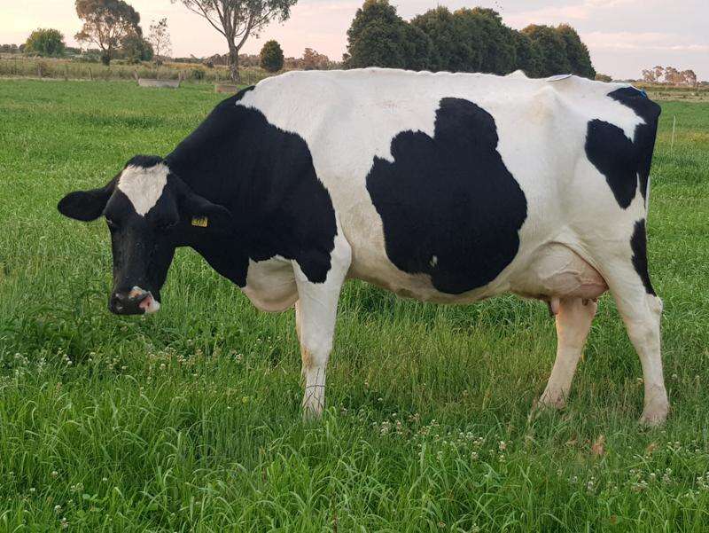 Dairy code fact sheet for farmers | Benalla Ensign