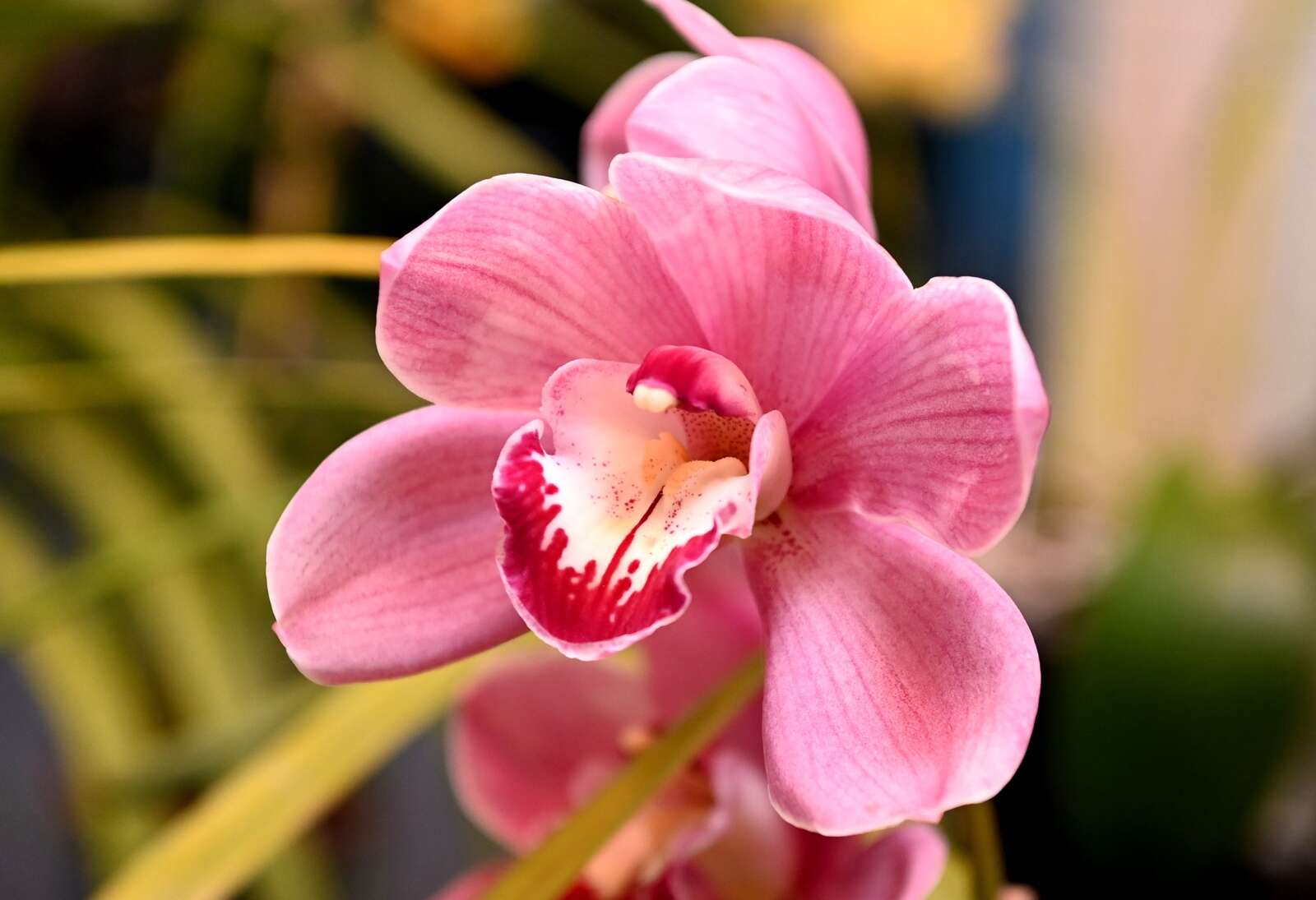 Orchid show to bloom in May | Country News
