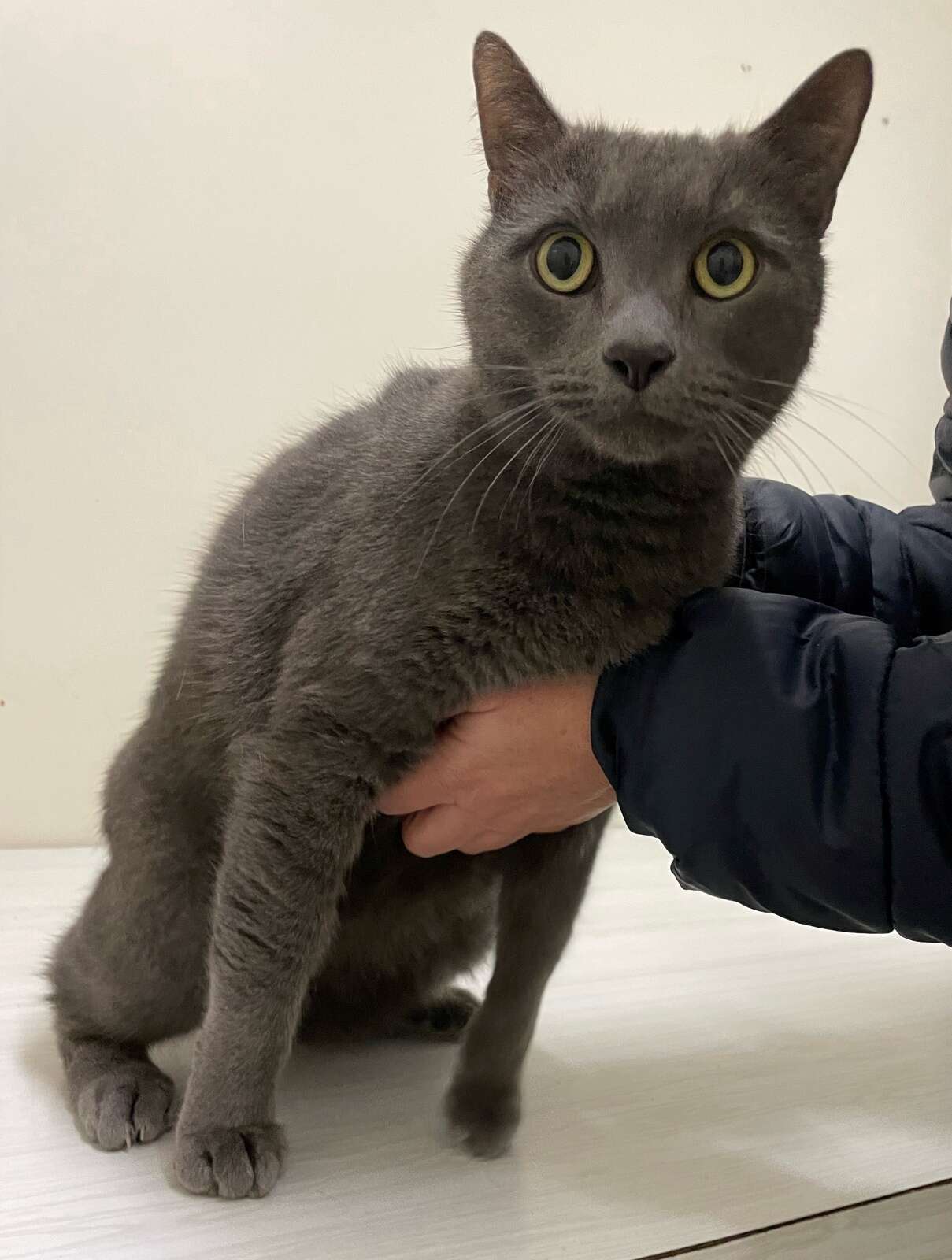 Smokey the cat seeks forever home | Shepparton News