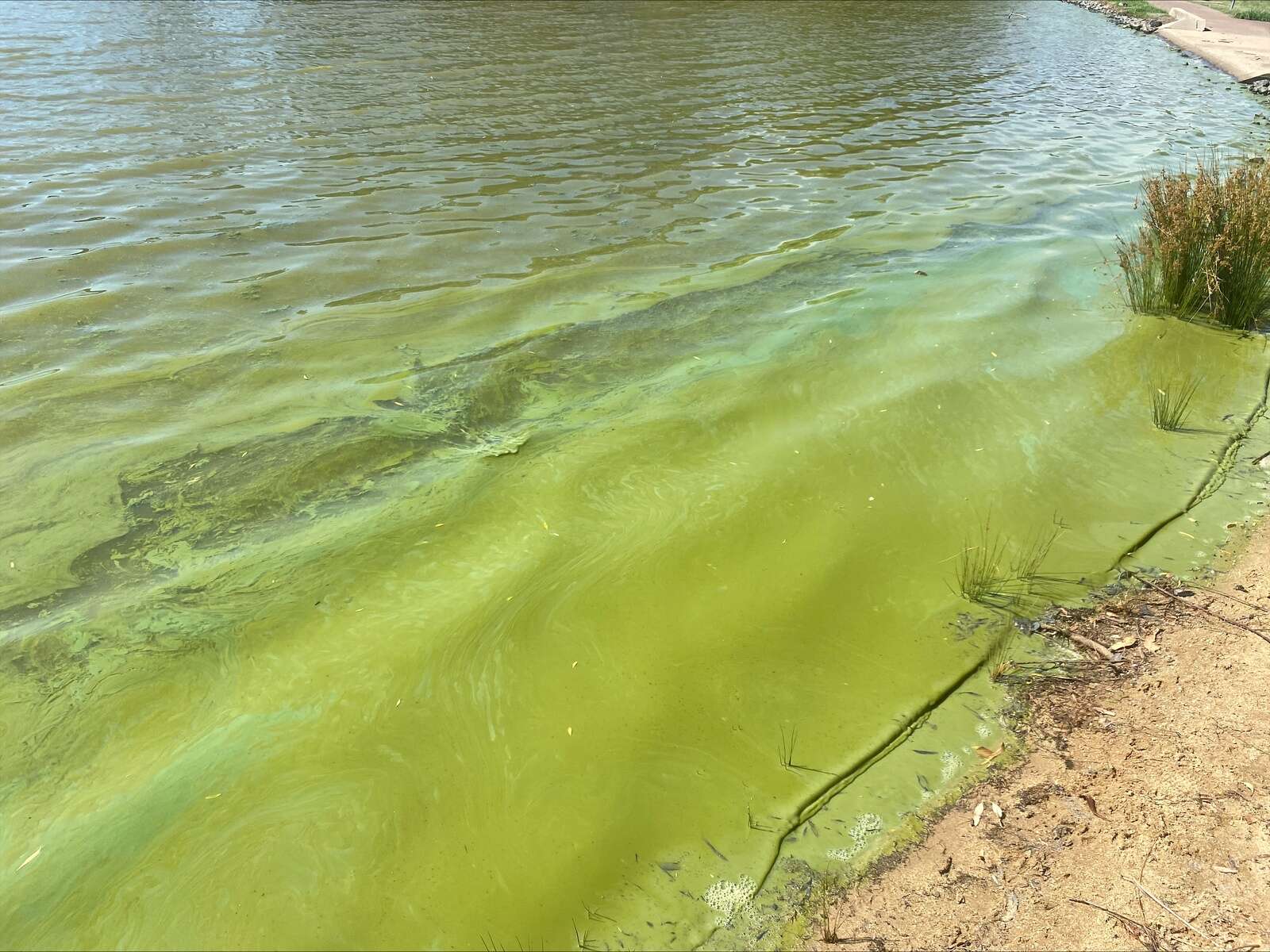 Blue Green Algae and fire helicopters | Riverine Herald
