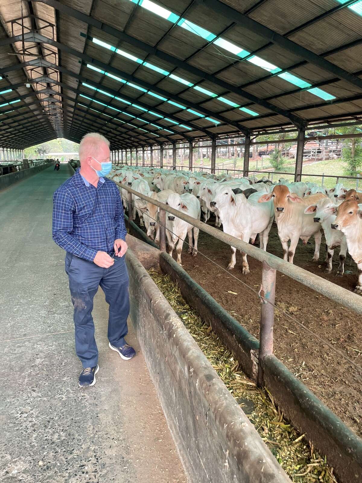 Australian cattle exports ‘pose no deadly disease risk’ | Country News