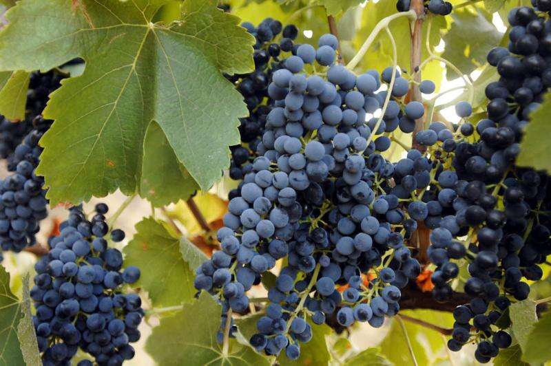 Smallest wine grape crop since 2007 | Country News
