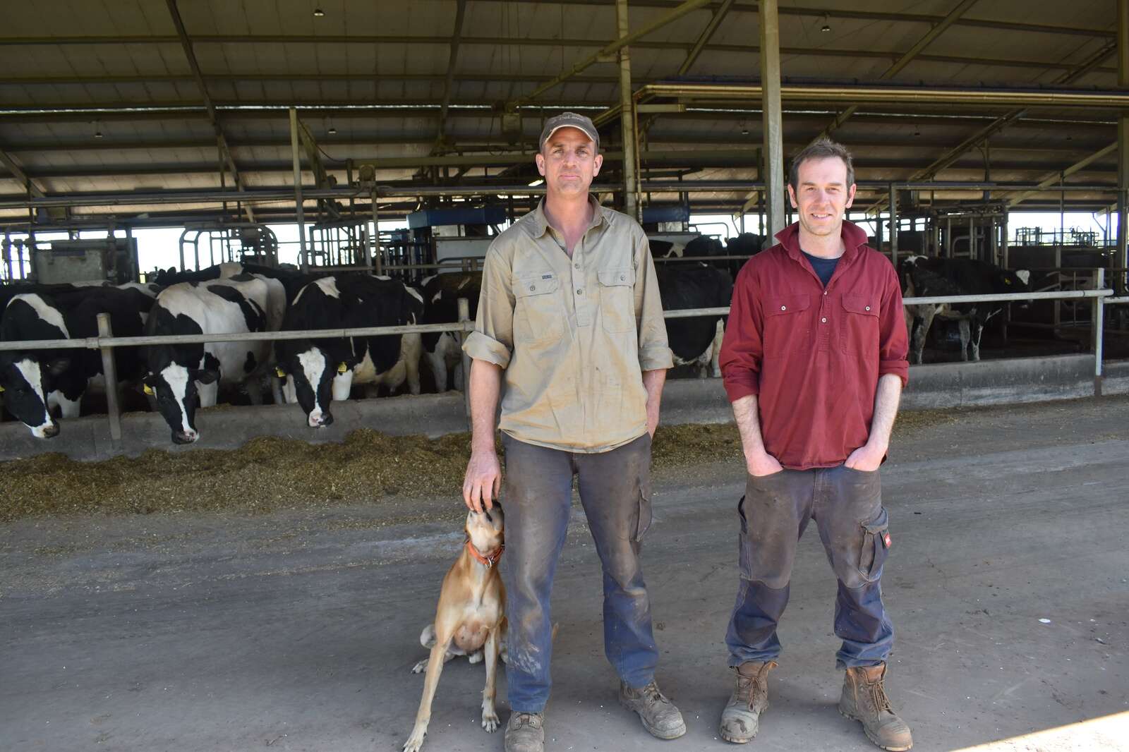 Mashing-up spuds and milk | Dairy News Australia