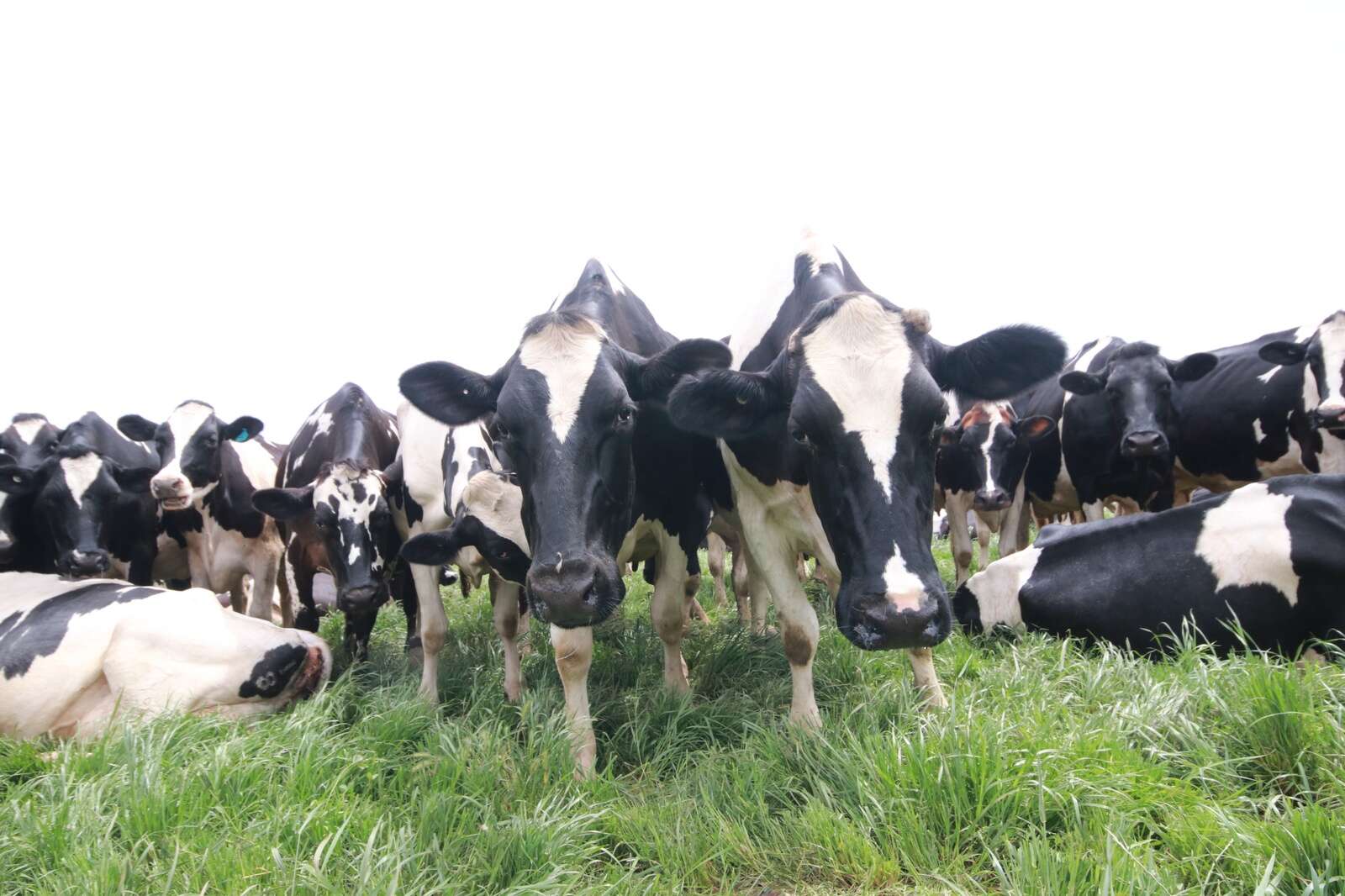Stockfeeds feature | Essential nutrient for cows | Dairy News Australia