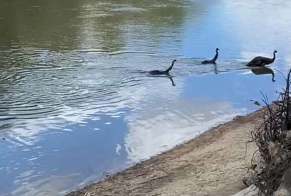 VIDEO: Emus master swimming in the Murray | Riverine Herald