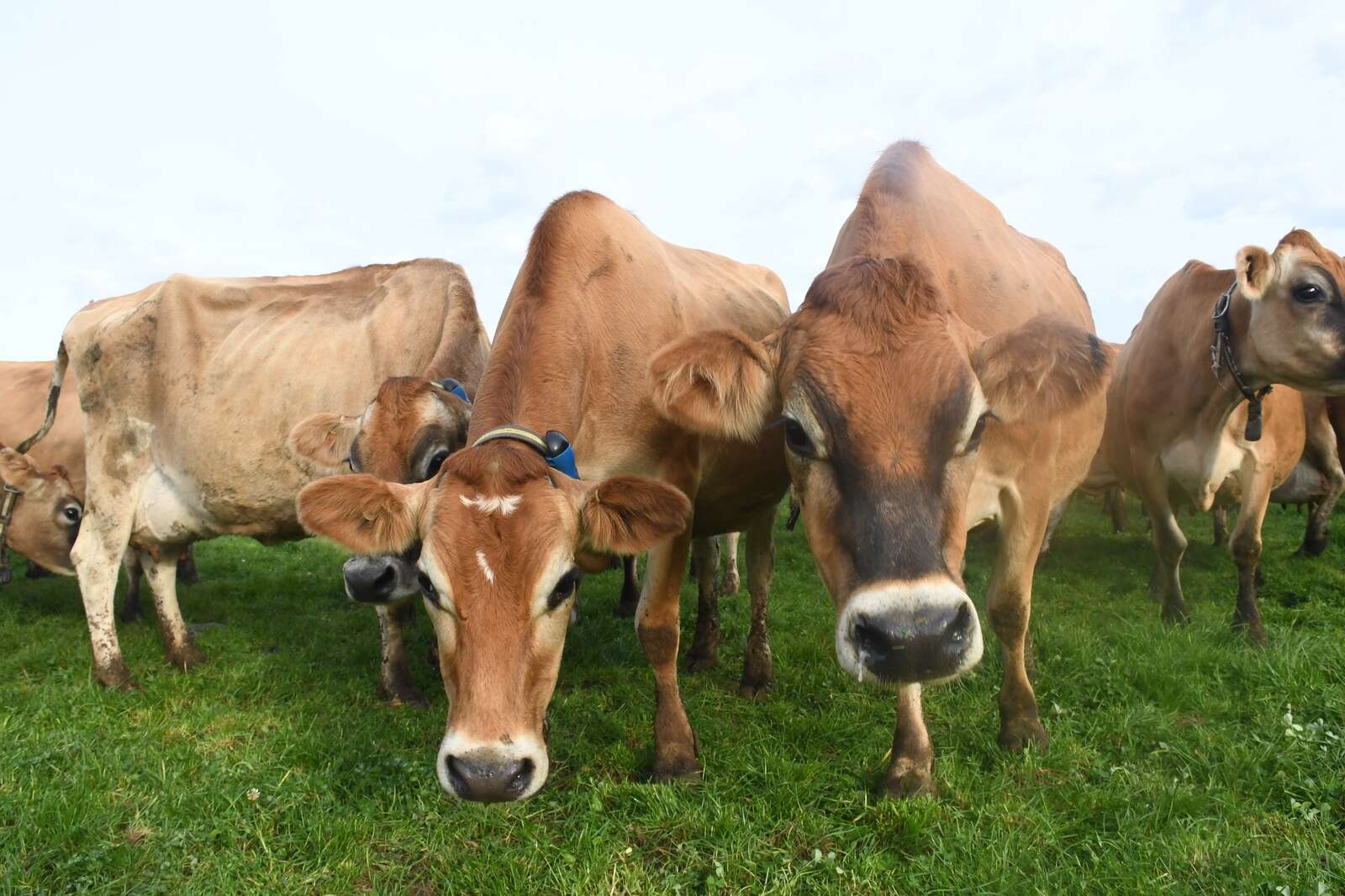 Little wriggle room for dairy | Country News