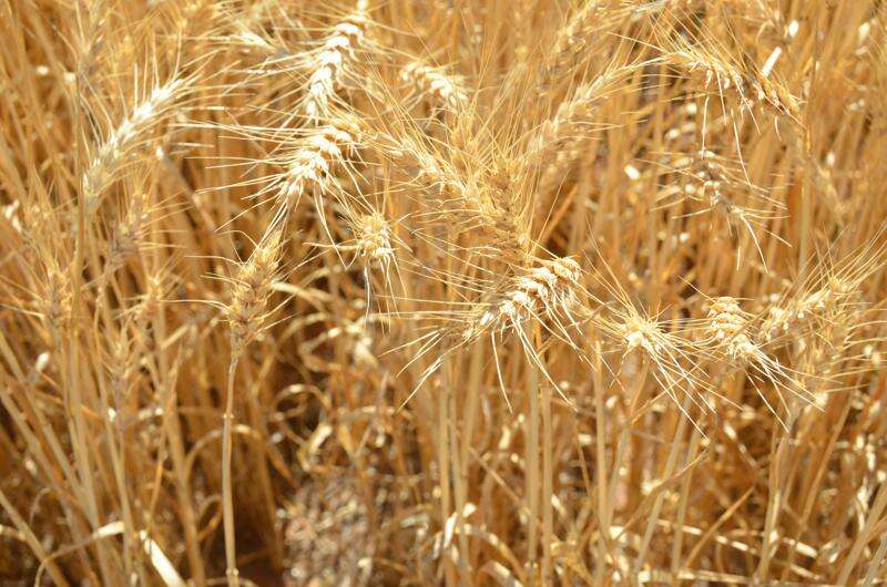 Guide to fighting crop diseases | Country News