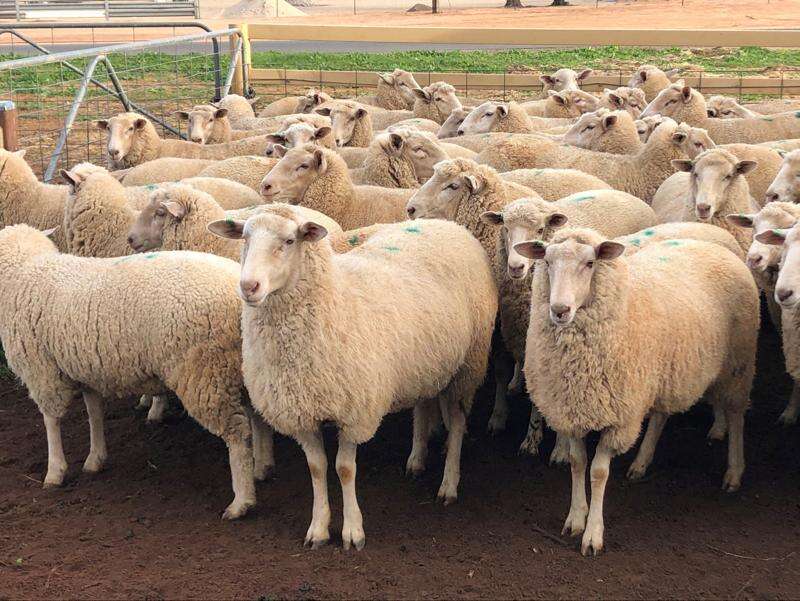 AuctionsPlus sheep break $400 in first MLA report | Country News
