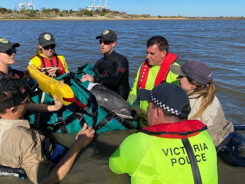 Police rescue dolphin on Melbourne beach | Kyabram Free Press