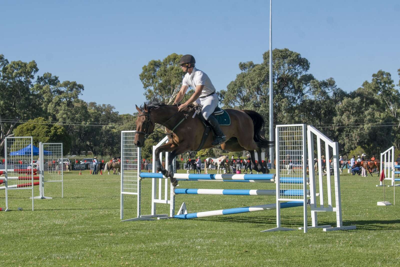 Deniliquin Show horse ring results: | Deniliquin Pastoral Times