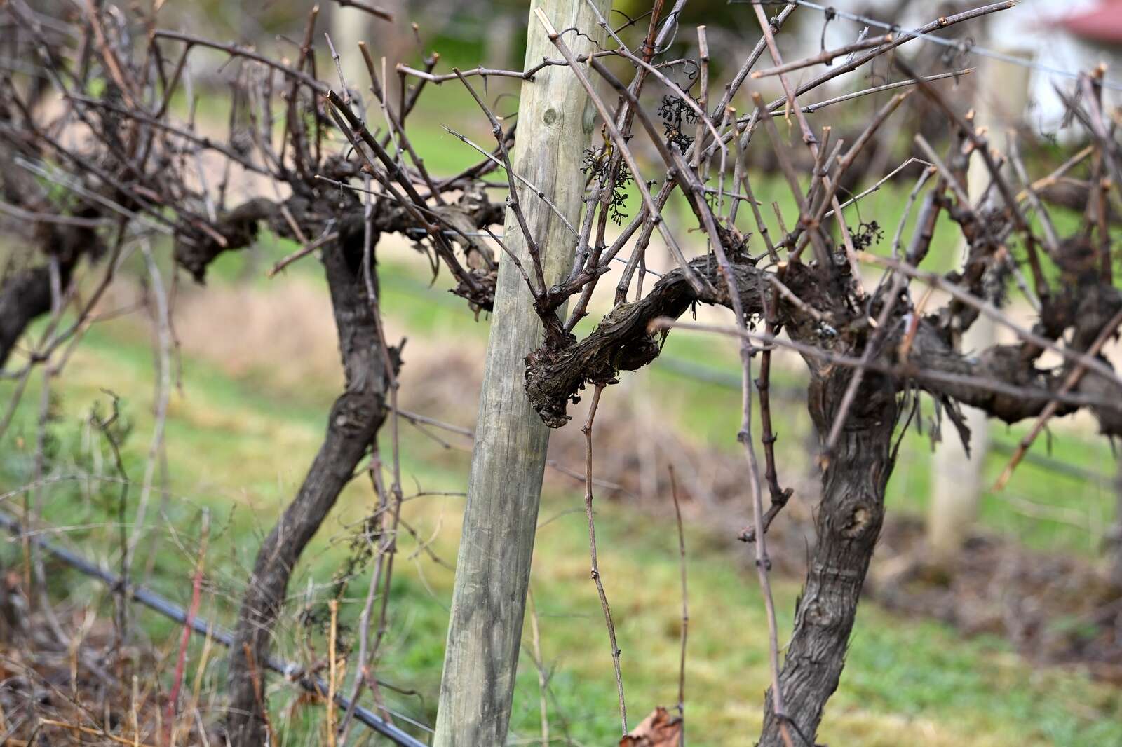 Tahbilk Winery to hold its first community festival | Seymour Telegraph