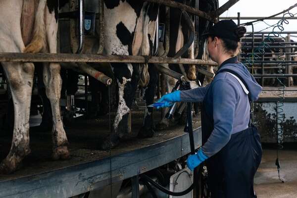 Manage mastitis in lactation | Dairy News Australia