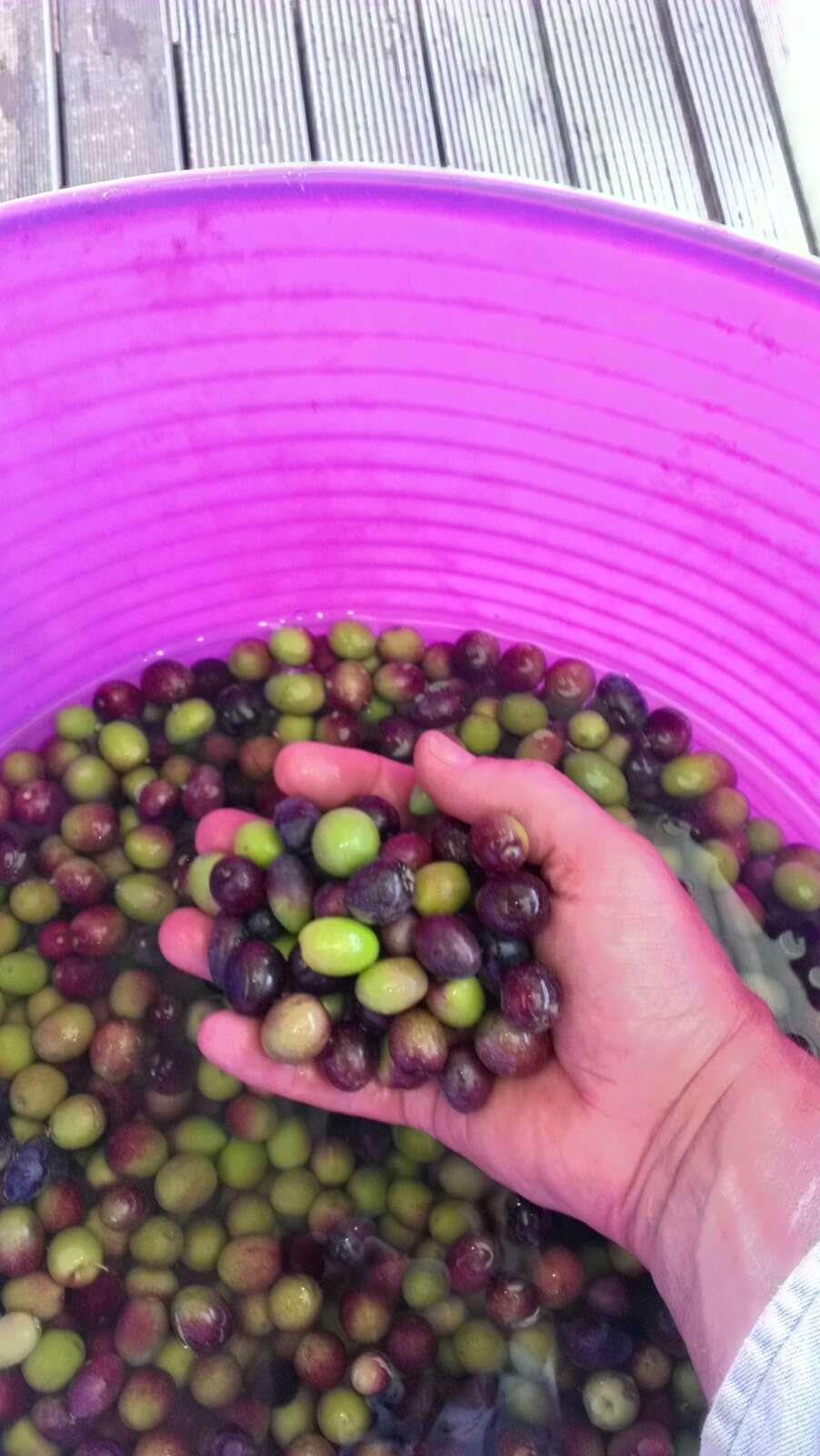 No, there’s no Olive here | Dairy News Australia