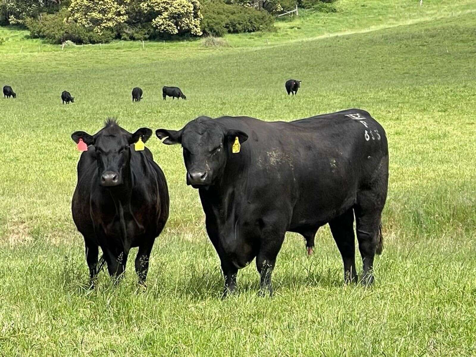 Missing bull found | Benalla Ensign