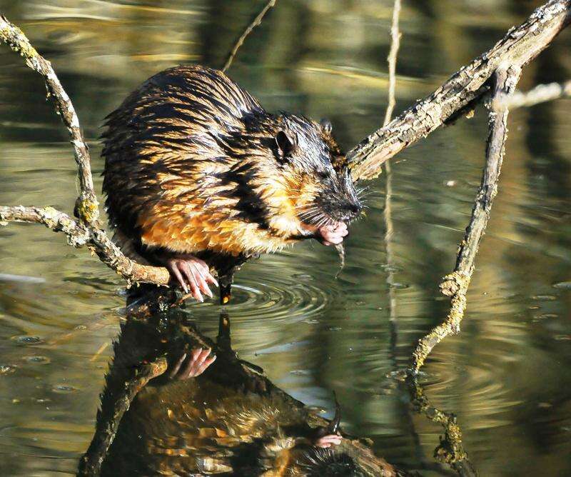 Project sees species rat-turn | Riverine Herald