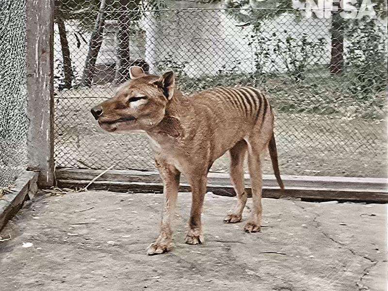 Tassie tiger could have lived to early 2000s: study | Country News