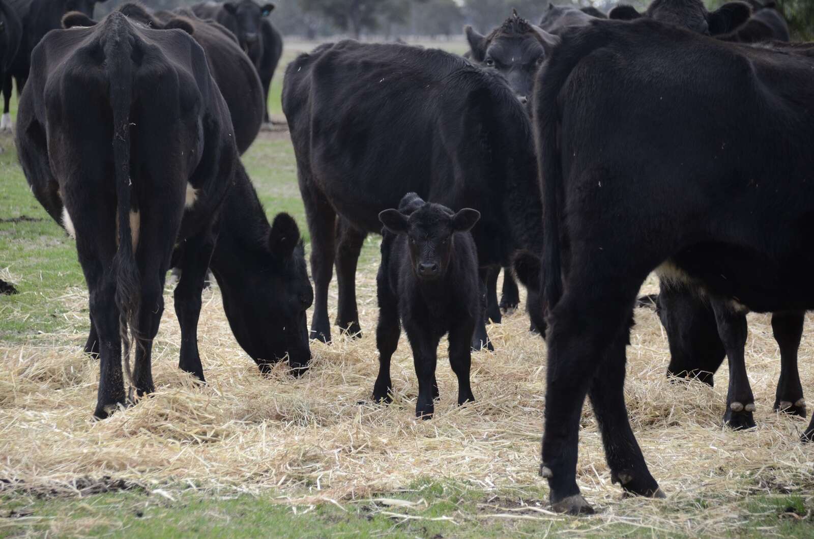 Stay in control with pregnancy testing | Dairy News Australia
