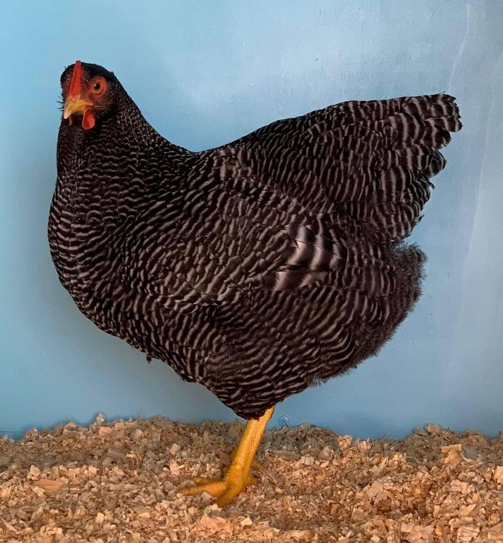 Show-stopping poultry | Dairy News Australia