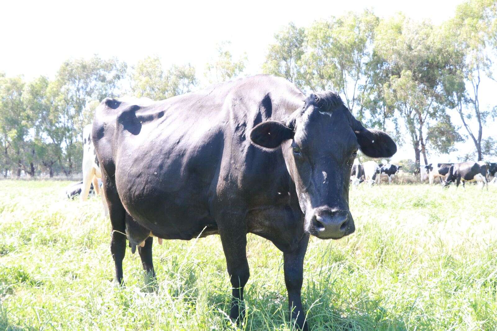 Finding value in older cows | Country News