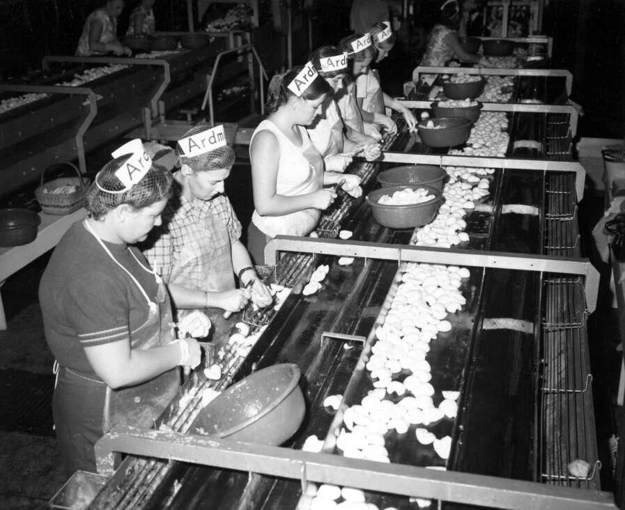 Pics from the Past | SPC and Ardmona — working the lines | Shepparton News