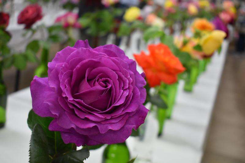 In full bloom at annual flower show | Shepparton News