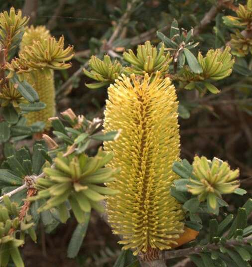 Growing for Success | Banksias that bloom across the seasons | Country News