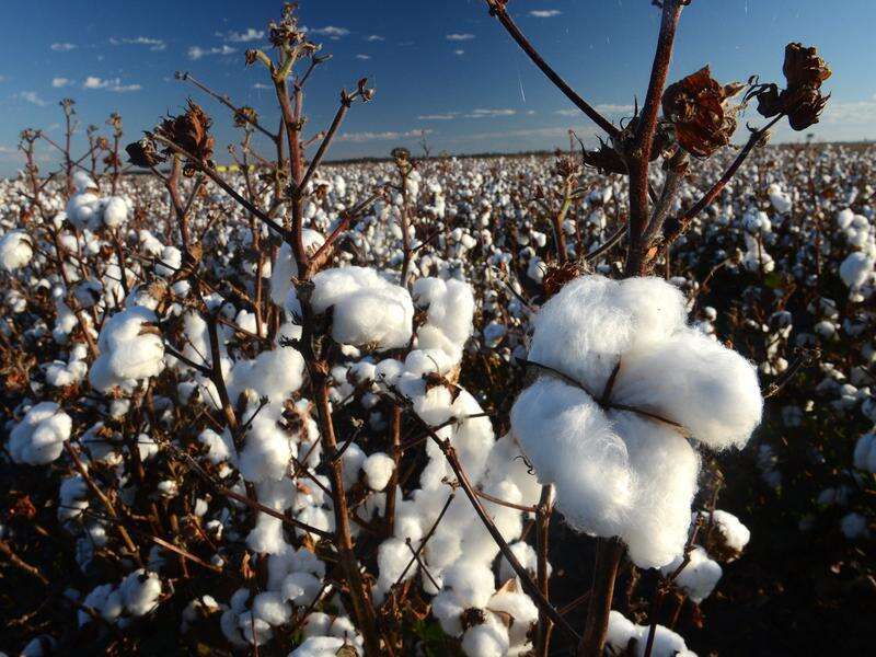 Cotton grower fined for taking water during drought | Country News