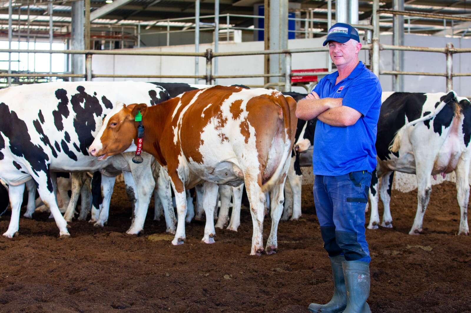 Bulls set the ‘gold standard’ | Dairy News Australia