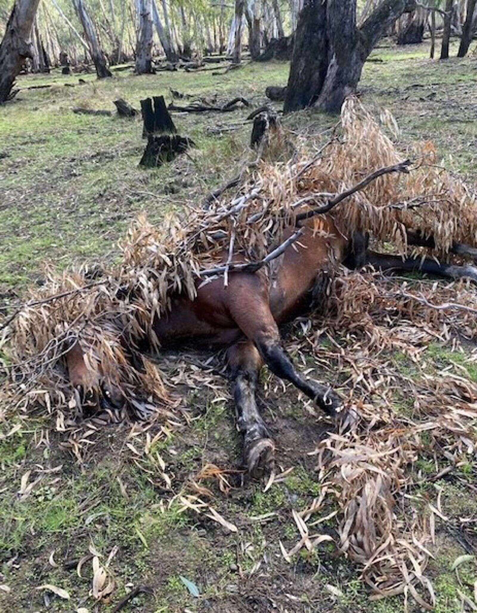 Secrecy surrounds Barmah brumby cull | Country News