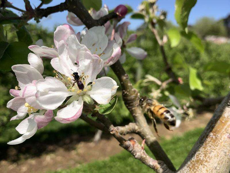 Apples, bees, mites and the pollination gauntlet | Shepparton News