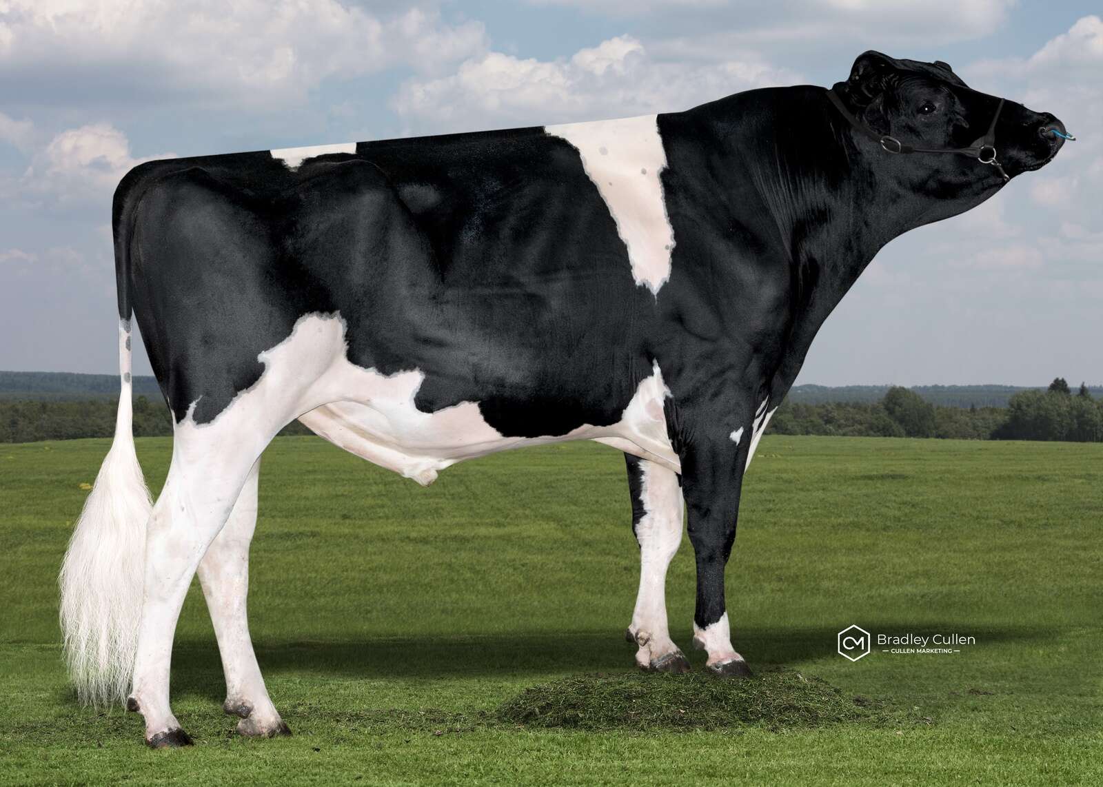 GA bulls in a gold medal performance | Dairy News Australia
