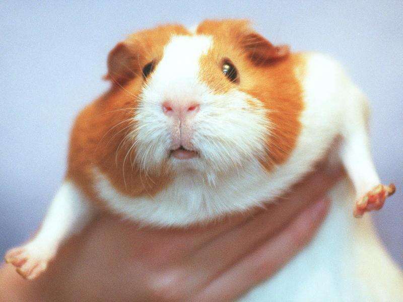 Zoo asks for small pets as food for captive predators | Dairy News ...