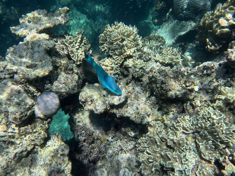 Mass coral bleaching occurring on most of barrier reef | Riverine Herald
