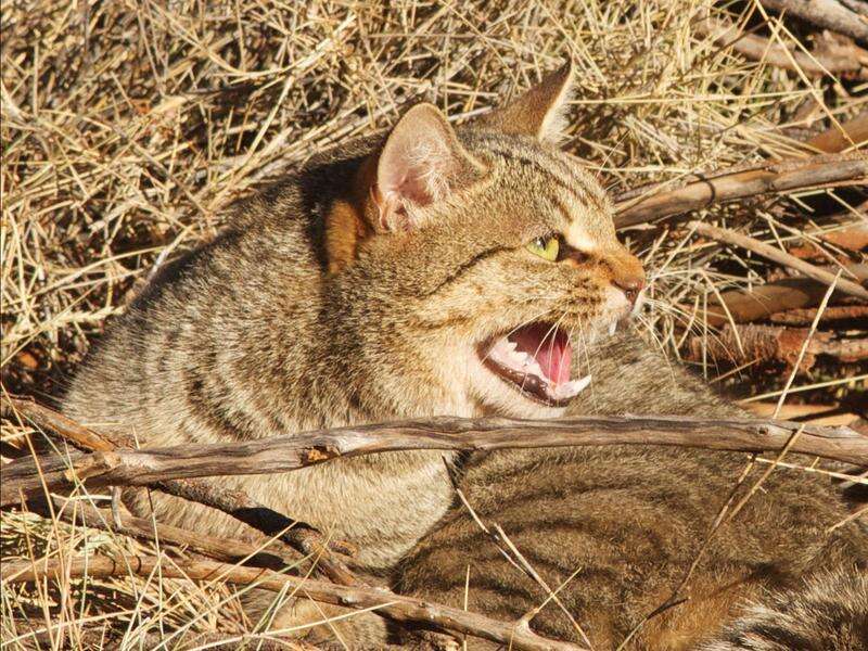 Poison-spraying sensor technology to combat feral cats | Kyabram Free Press