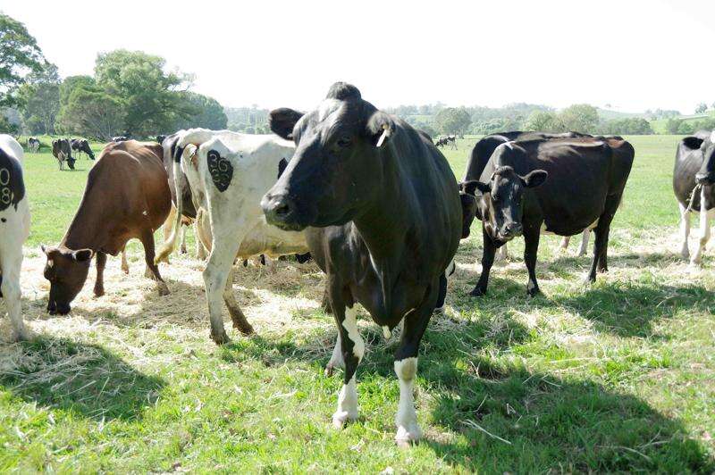Gippsland farm property values reach a record level | Dairy News Australia