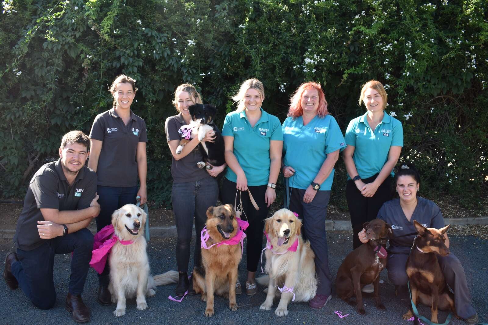 Dog friendly charity walk | Country News