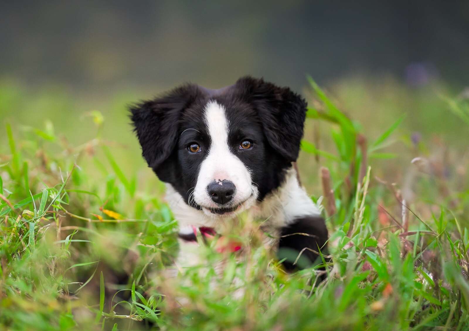 Underdog is the new Muster Dogs champion | Country News