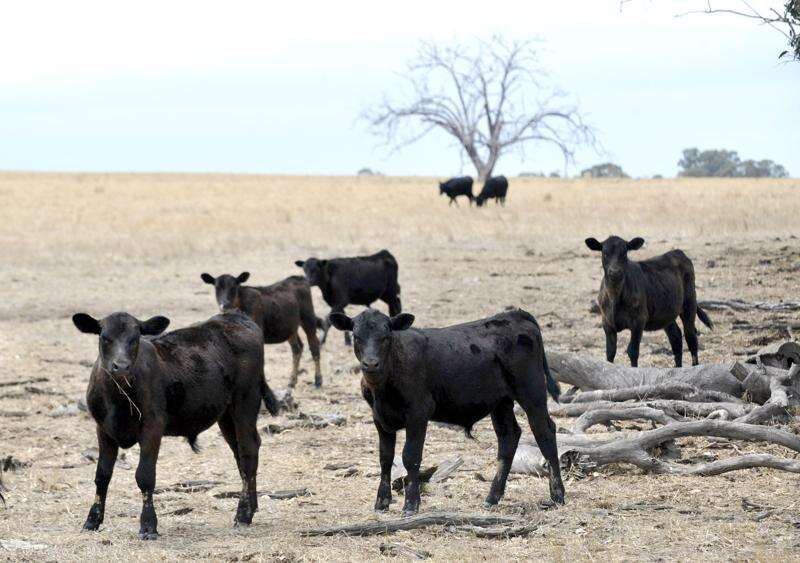 Processing boom increases cattle demand | Country News
