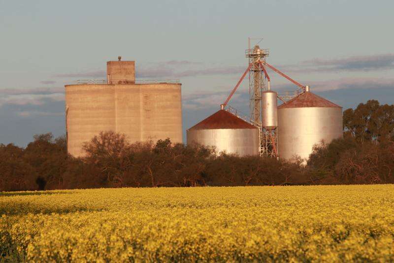 Spring canola crops | Shepparton News