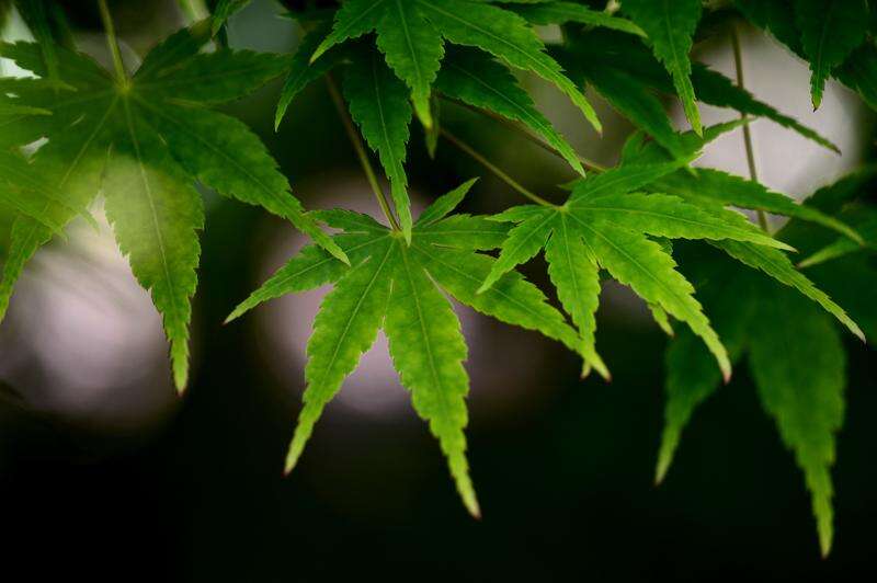 Greening the future | Country News