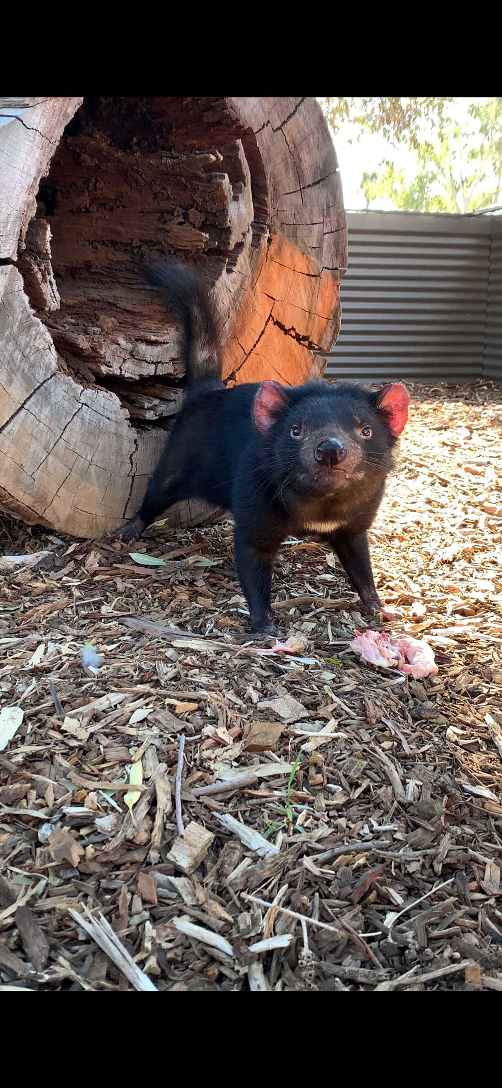 Get close to native animals | Shepparton News