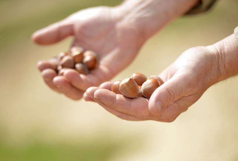 Hazelnut research program launched | Dairy News Australia