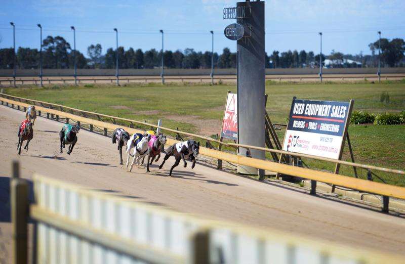 History making year for Victorian greyhound racing | Benalla Ensign