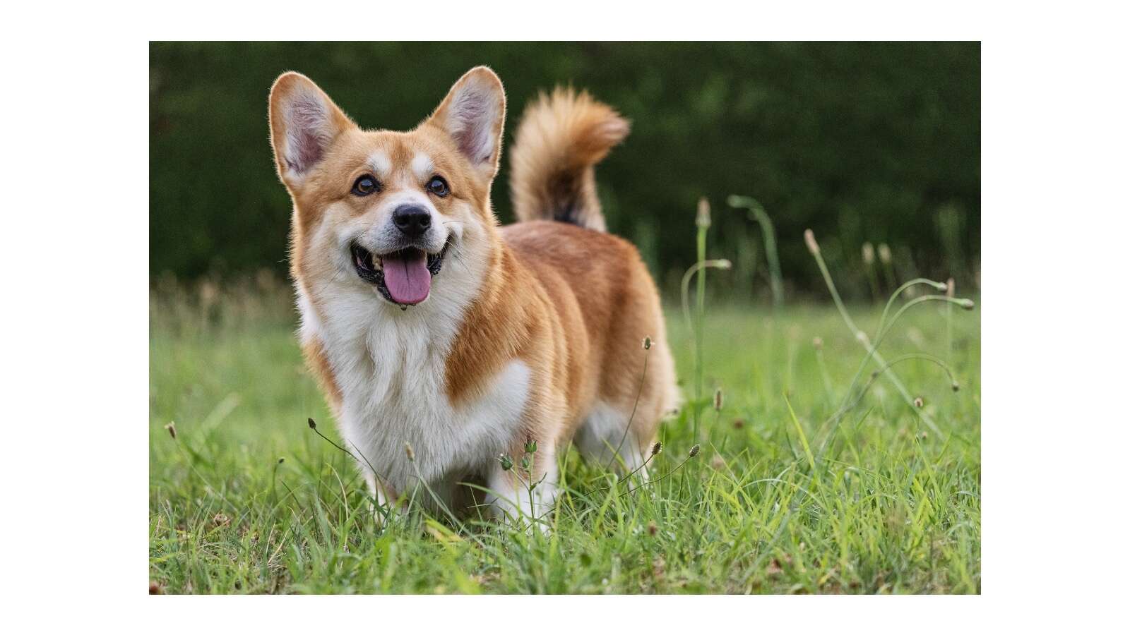 Queen of heart: we dogs will miss her too. | Deniliquin Pastoral Times