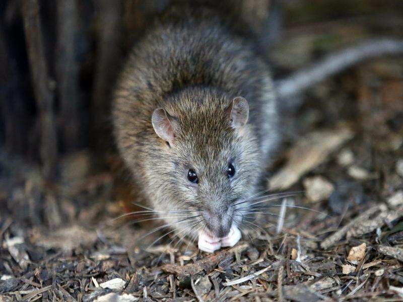 Cheesed-off plague town hit by 1000 drowned rats a day | Cobram Courier