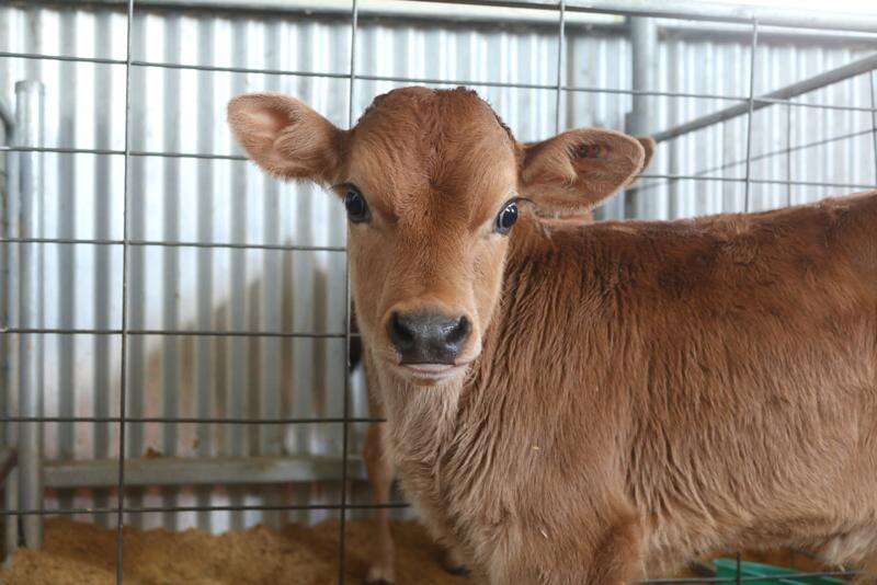 Award for cow IVF research | Country News