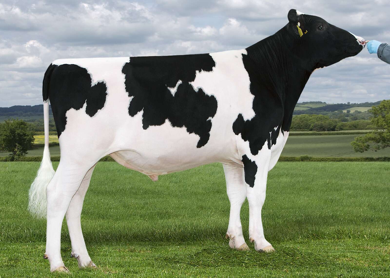 Genomic bull testing proven | Country News