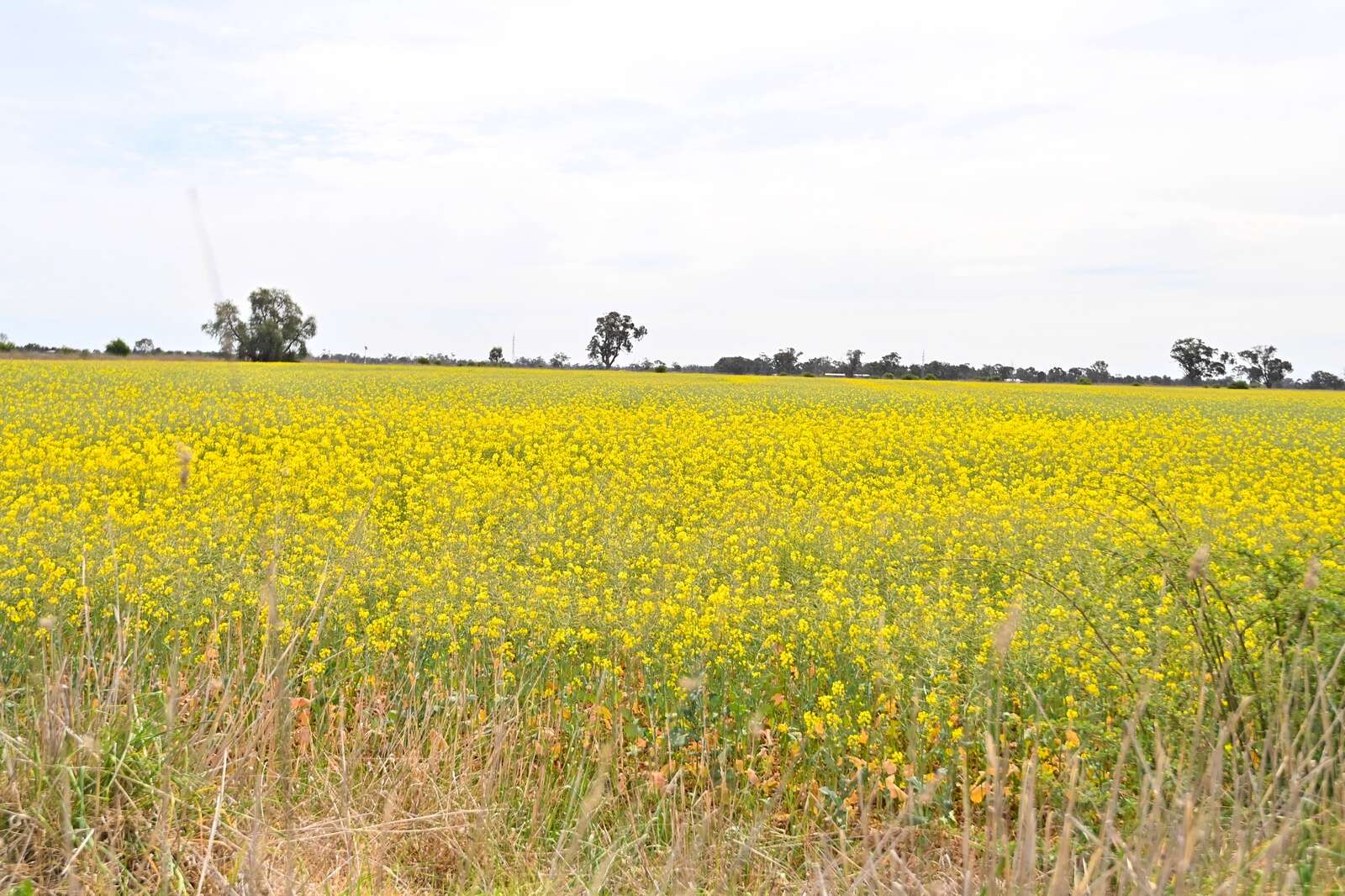 Annual ABARES conference | Country News