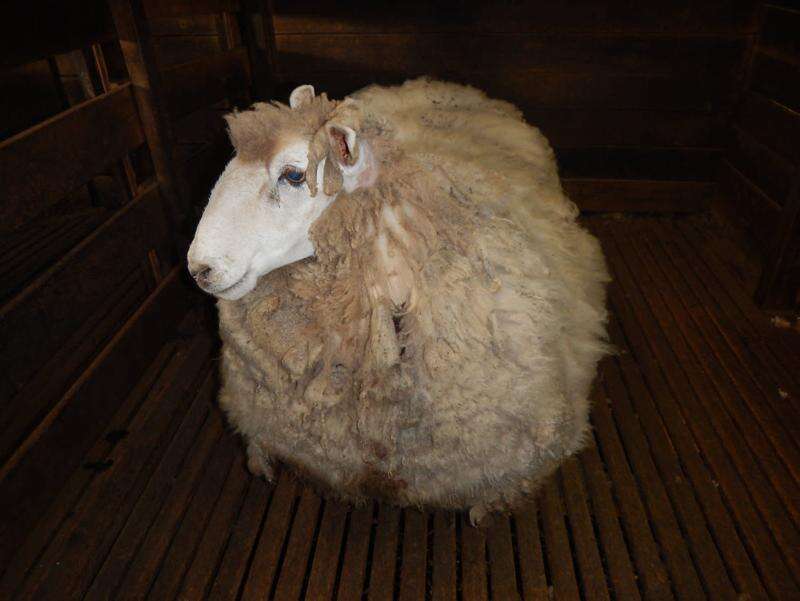 RSPCA rescues stray sheep with 20kg fleece | Shepparton News